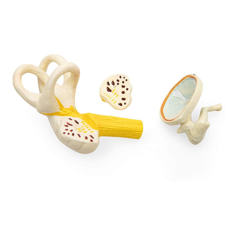 Elementary Anatomy - Modèle d'anatomie de l'oreille humaine | Isleden
